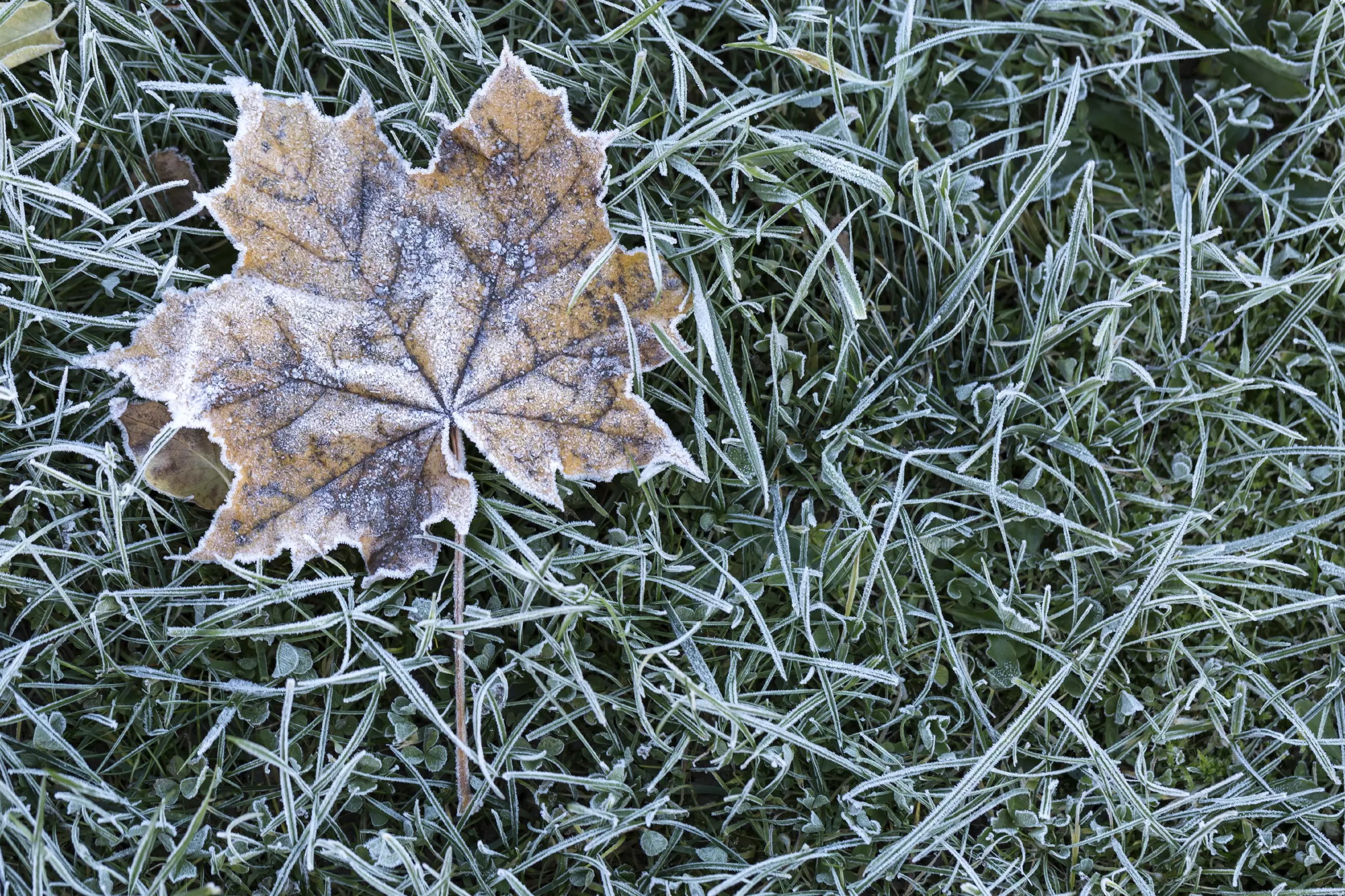 Lawn Fungus Identification: Winter Grass Diseases | Land-Art