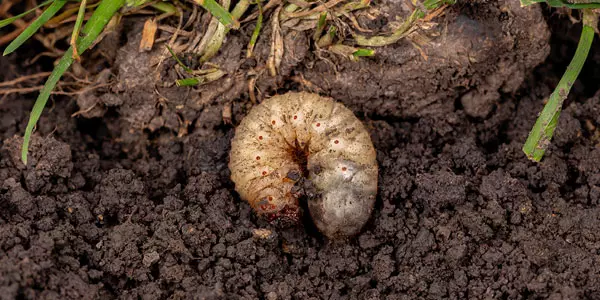 How To Identify A Grub Infestation | Signs Of Grub Damage